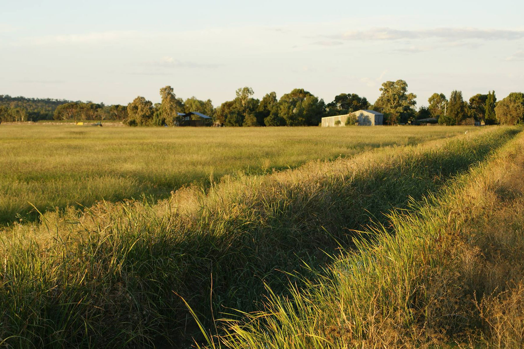 Koshihikari (short grain white) rice, cooked in the Japanese tradition ...
